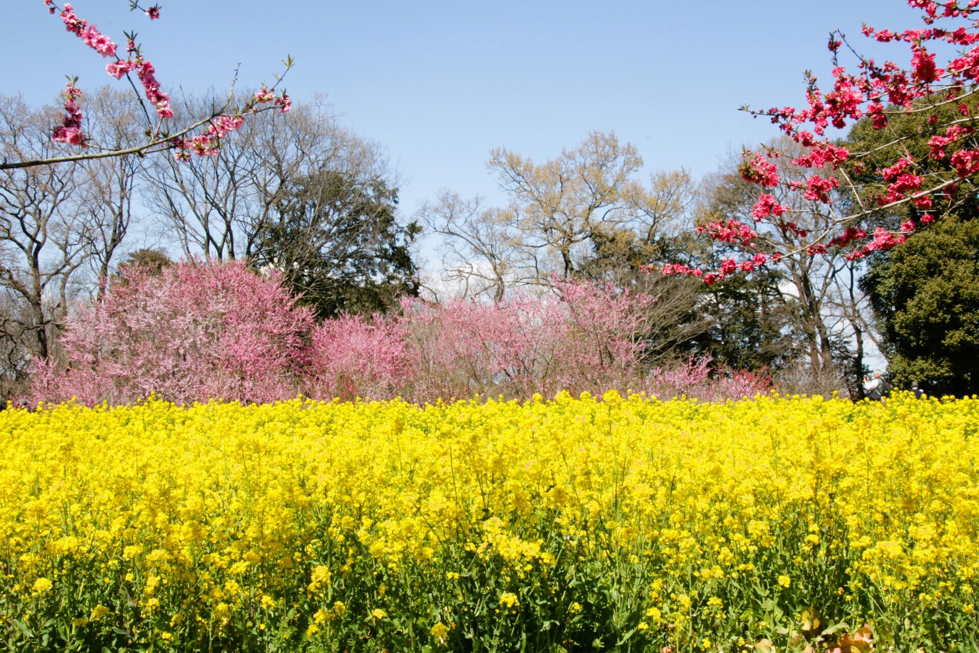 古河公方公園の花桃: つぶやきkeibo